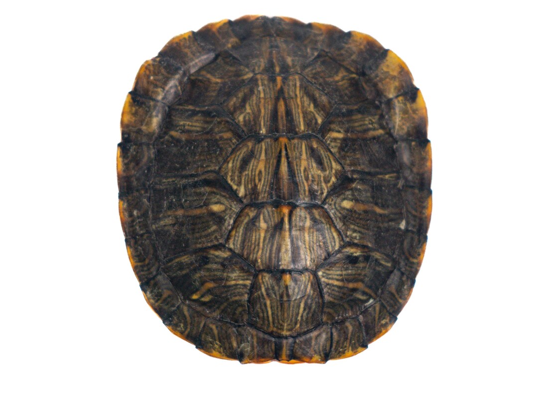 2" to 3" Red Ear Turtle Shell (227GS-0203) Y3K - Etsy