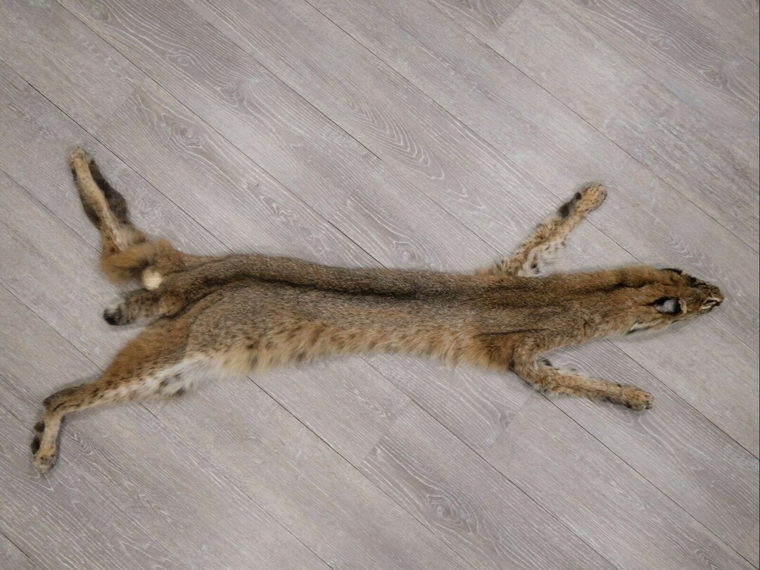 Real Bobcat Skin With Feet 338-WF-G2420 Z - Etsy