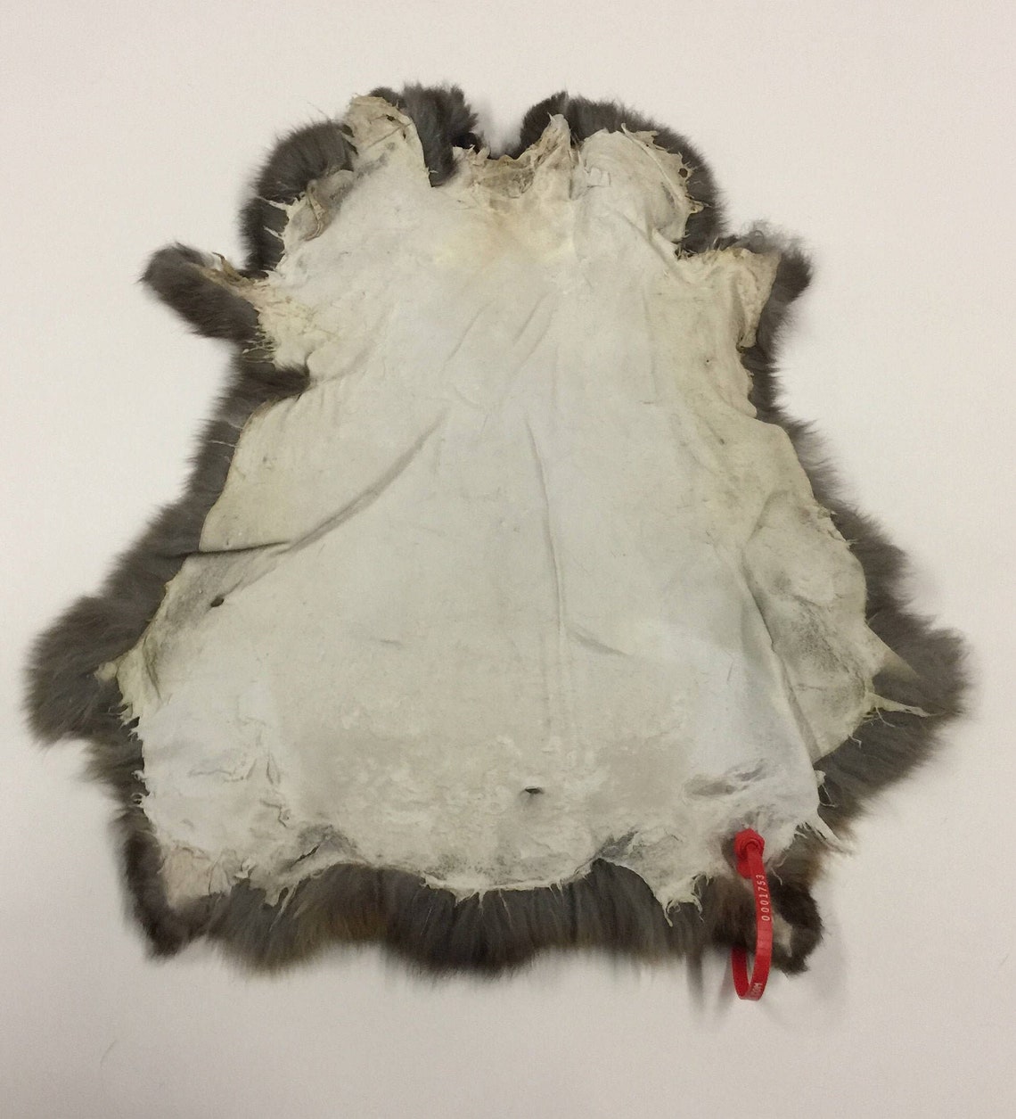 Rabbit Pelt Czech Large: Natural Bunny Grey Color - Etsy