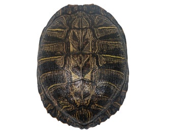 Small Natural Red Eared Slider Turtle Shells 4 5 1/2 Inch CHOOSE Your ...
