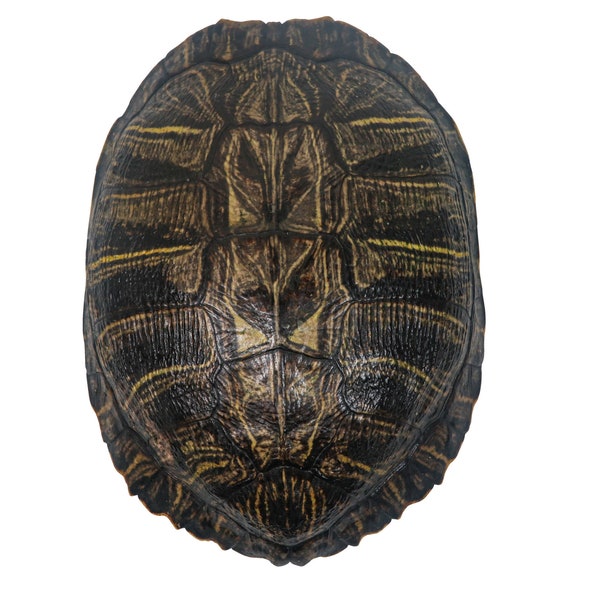 Turtle Shell - Etsy