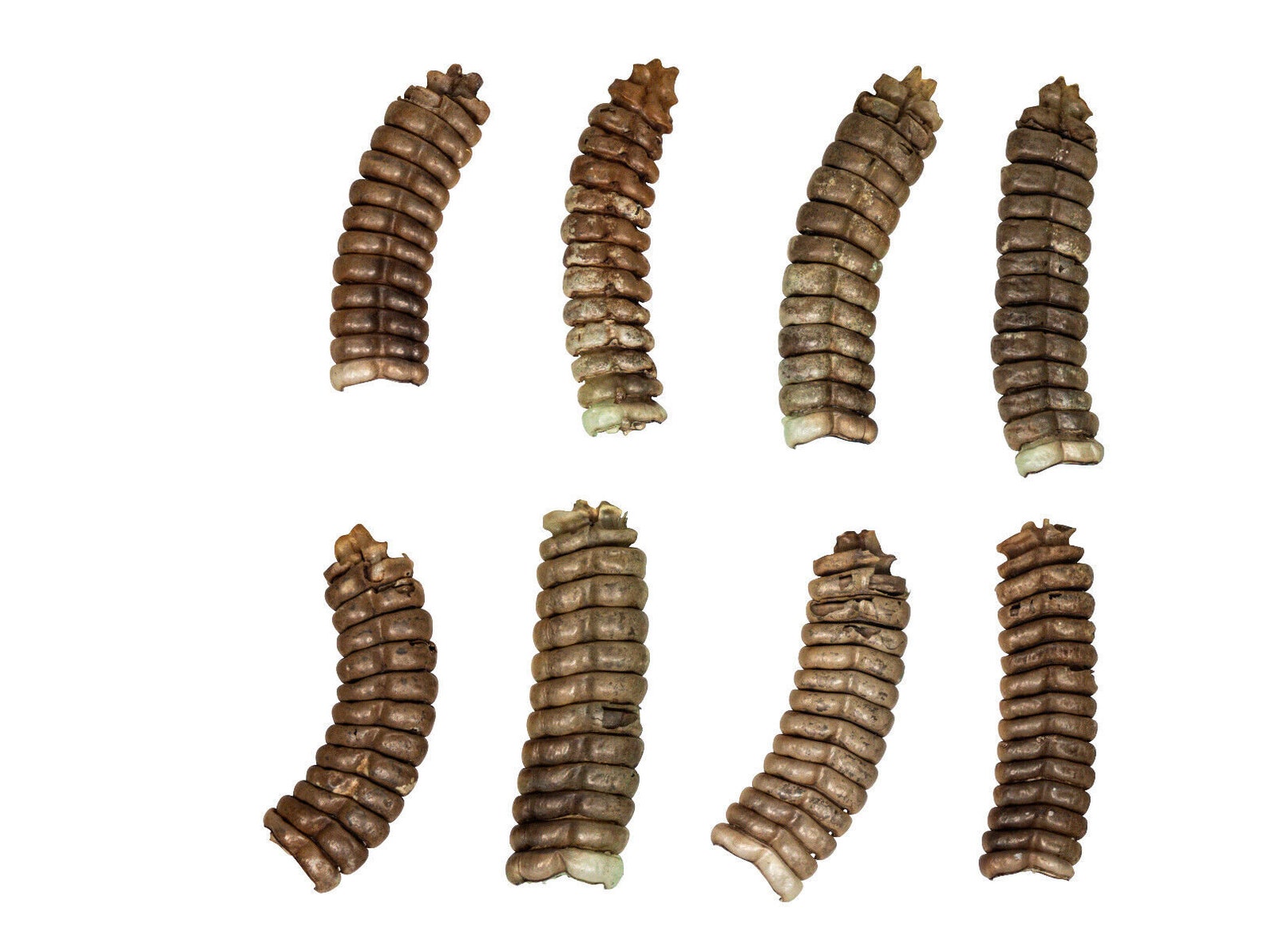 Extra Large Texas Rattlesnake Rattle 598-R1-XL C4C - Etsy