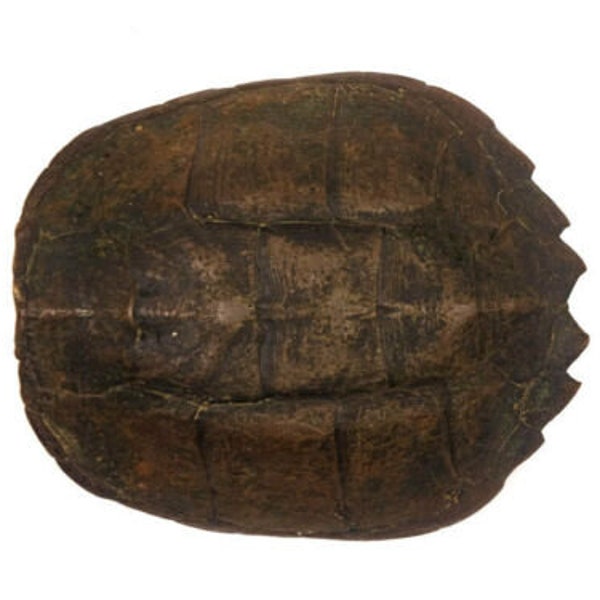 Faux Turtle Shell - Etsy