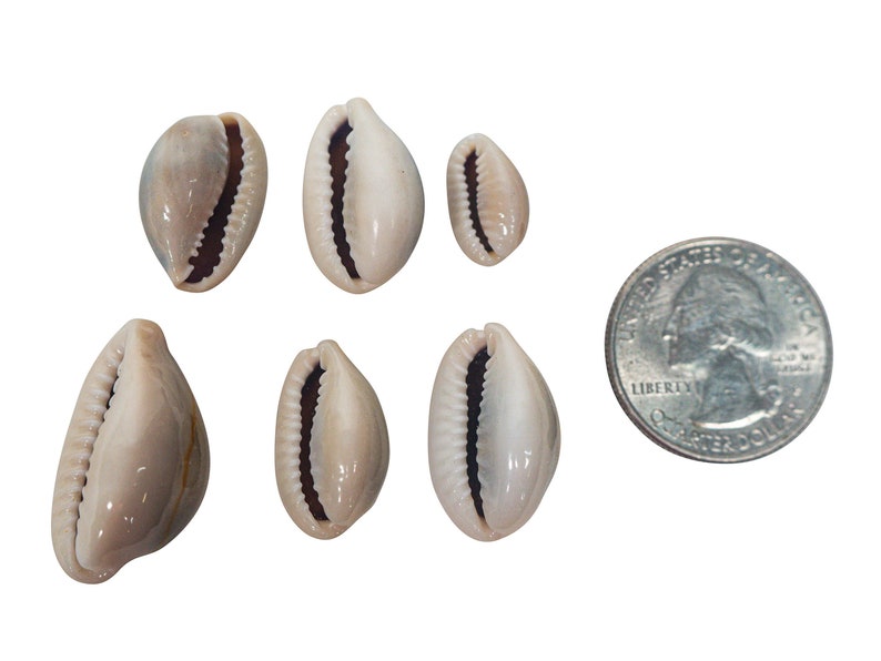 One Hundred (100) Pack of Ringtop Cowrie Shells (269-274-C) - Etsy