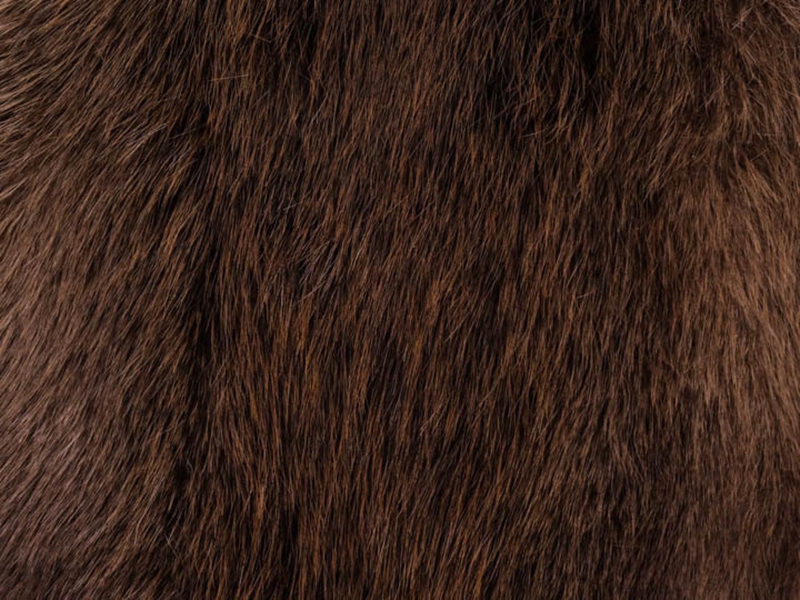 Extra Large Beaver Skin 1 Grade 50-1-XL-AS 10UB - Etsy