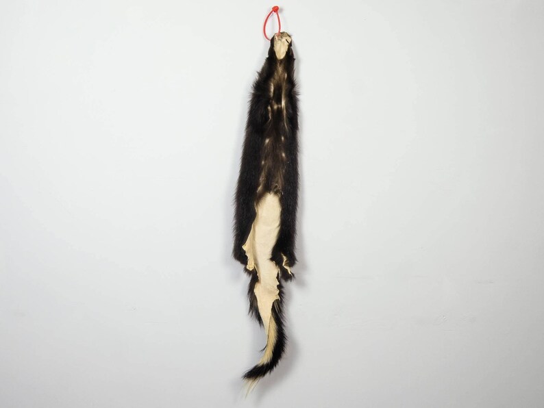 Skunk Skin Pelt Hide 54-TP-G2104 ET - Etsy