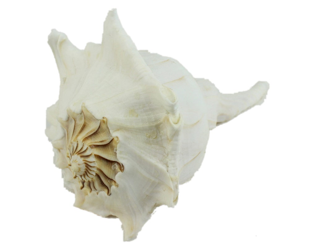 Mexican Left Hand Lightning Whelk Shell: 9-10" (1361-0910-AS) Y3J - Etsy
