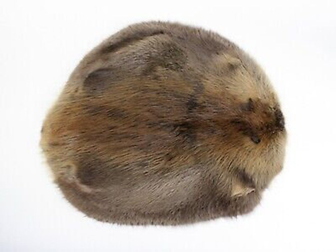 Medium Beaver Skin #1/#2 Grade: Gallery (50-1-M-G3244) - Etsy