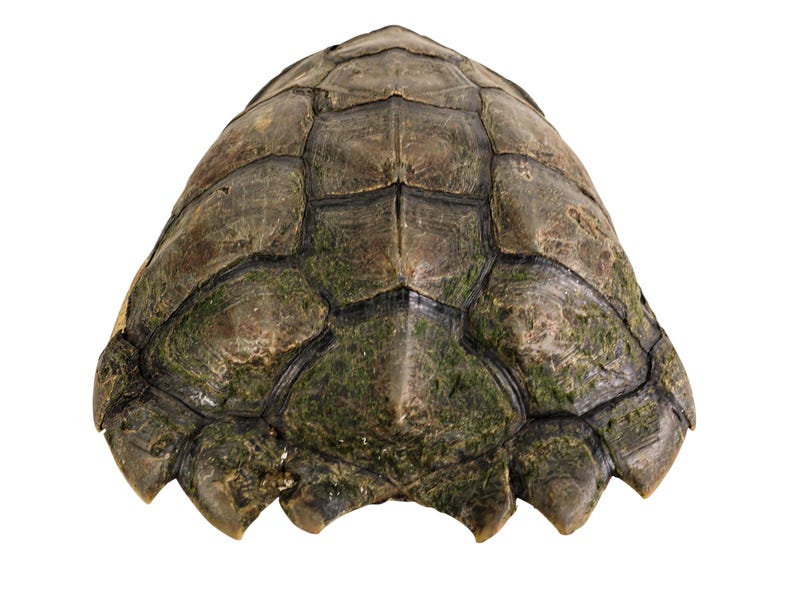 Real 11" Snapping Turtle Shell With Plastron (229-WP-1011-G6666) - Etsy