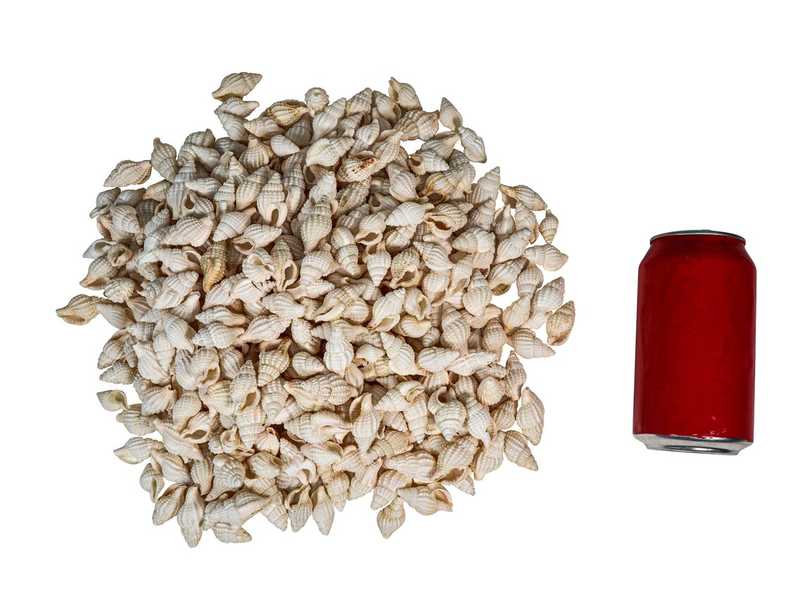 Nassa Reticulata Shells 0.6251: 1-KG Bag 2.2 - Etsy