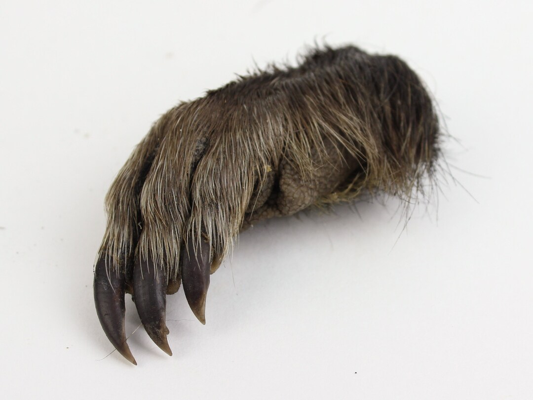 Nutria Coypu Foot (21-90-AS) Y1X - Etsy