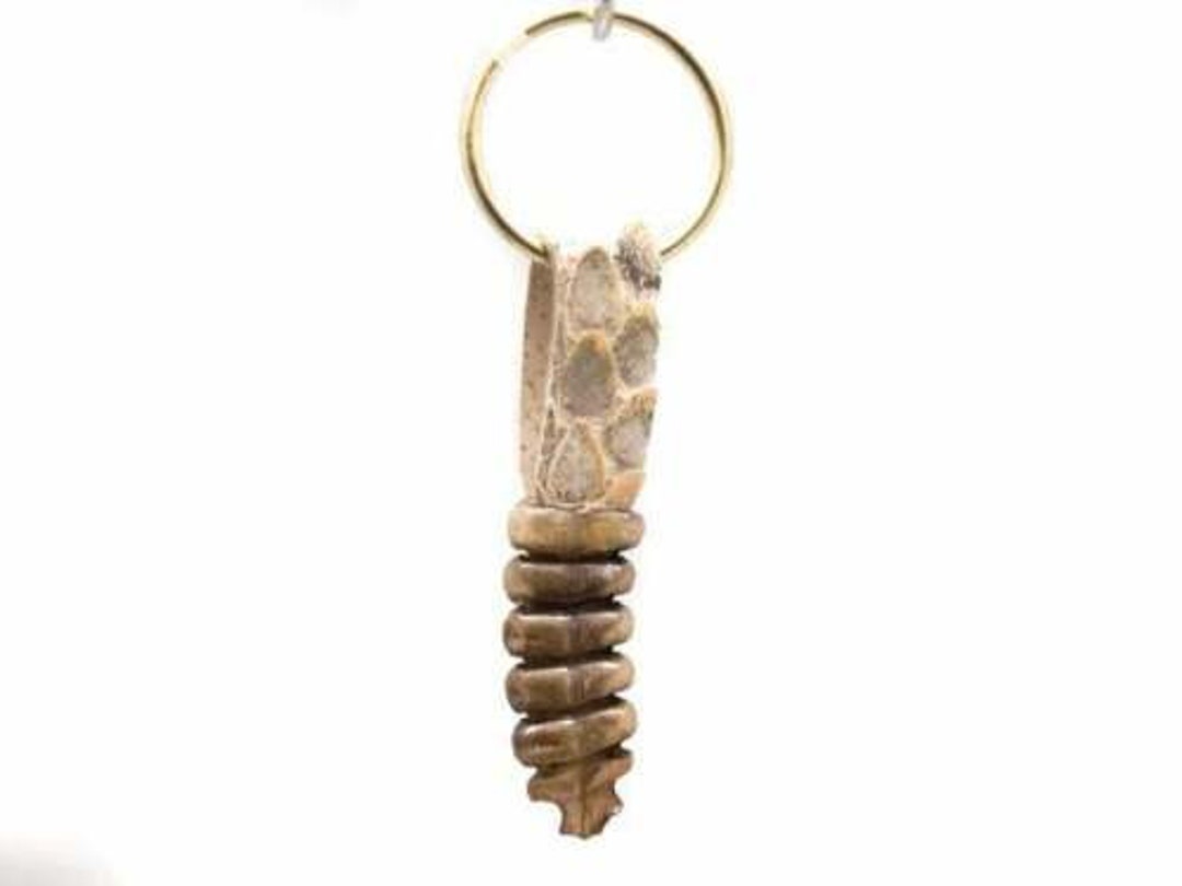 Rattlesnake Rattle and Skin Keychain (42-31S) Y2J - Etsy