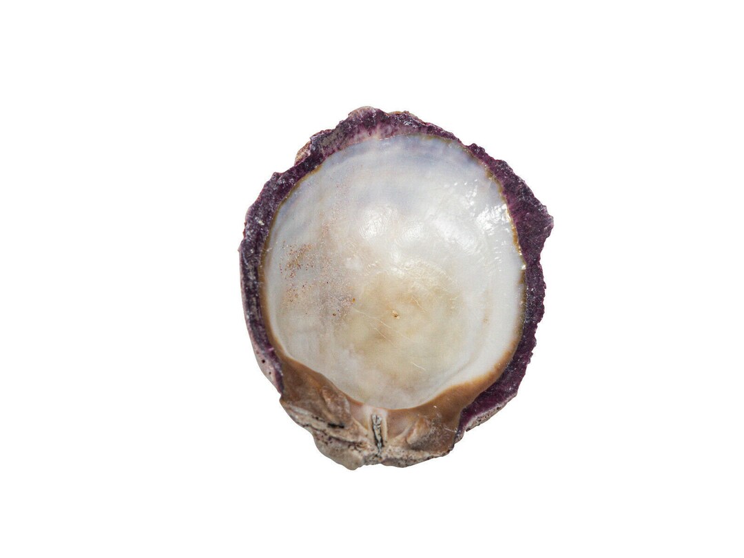 Purple Spiny Oyster Shell – Second Quality (1086-22-G4993) - Etsy