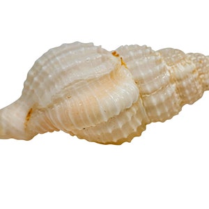 Nassa Reticulata Shells 0.6251: 1-KG Bag 2.2 - Etsy