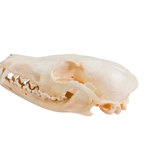 Red Fox Skull (15-205-R) Y2J - Etsy