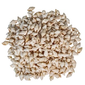 Nassa Reticulata Shells 0.6251: 1-KG Bag 2.2 - Etsy