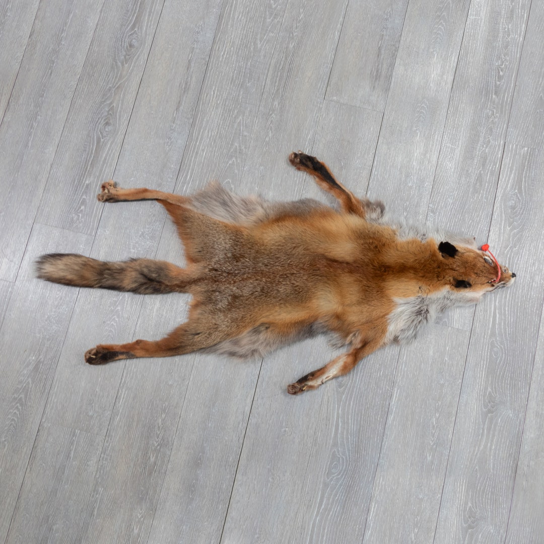 Real Red Fox Skin With Feet (180-03-WF-G2513) Y1K - Etsy