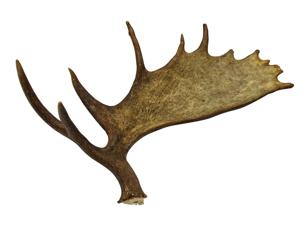 Whole Moose Antler Shed (461-1-G121) Y2I - Etsy