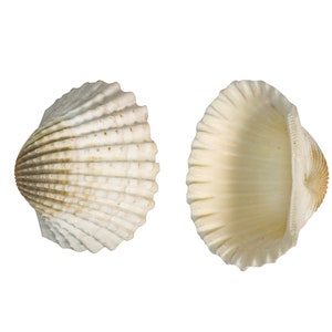 White Ark Shells: 1.25"-1.75" 1-KG Bag (2.2 Lbs) (2HS-3406-KG) Y3K - Etsy