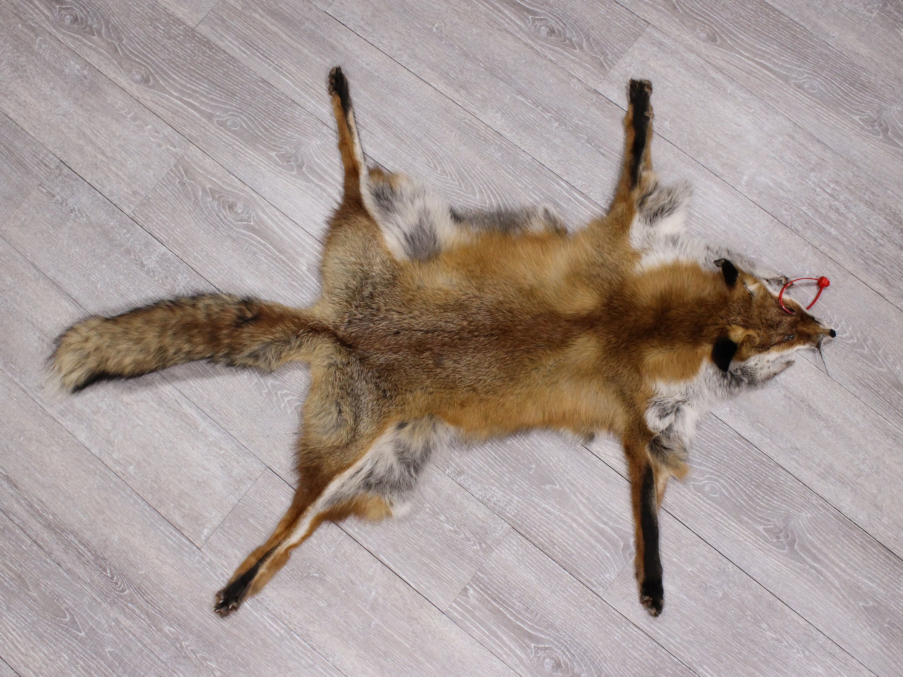 Real Red Fox Skin with Feet 180-03-WF-G4015 L1 | Etsy