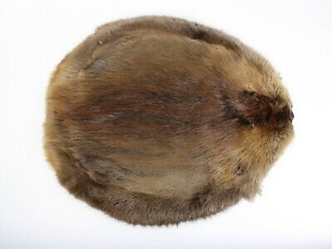Medium Beaver Skin #1/#2 Grade: Gallery (50-1-M-G3239) - Etsy