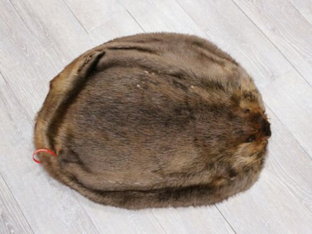 Large Beaver Skin #1/#2 Grade: Gallery (50-1-L-G3193) - Etsy