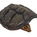 5 to 8 Real Snapping Turtle Shell With Plastron - Etsy