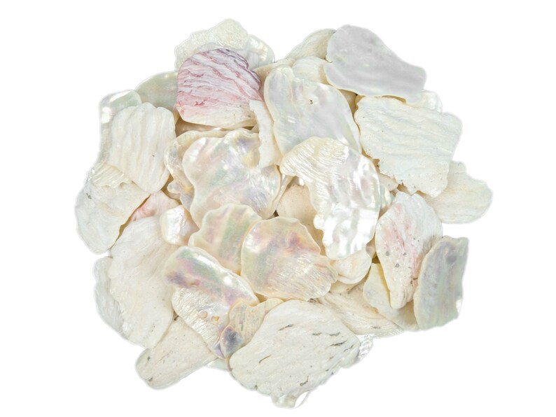 Creamy White African Abalone Shell Pieces: 50mm size. 1-kg bag | Etsy