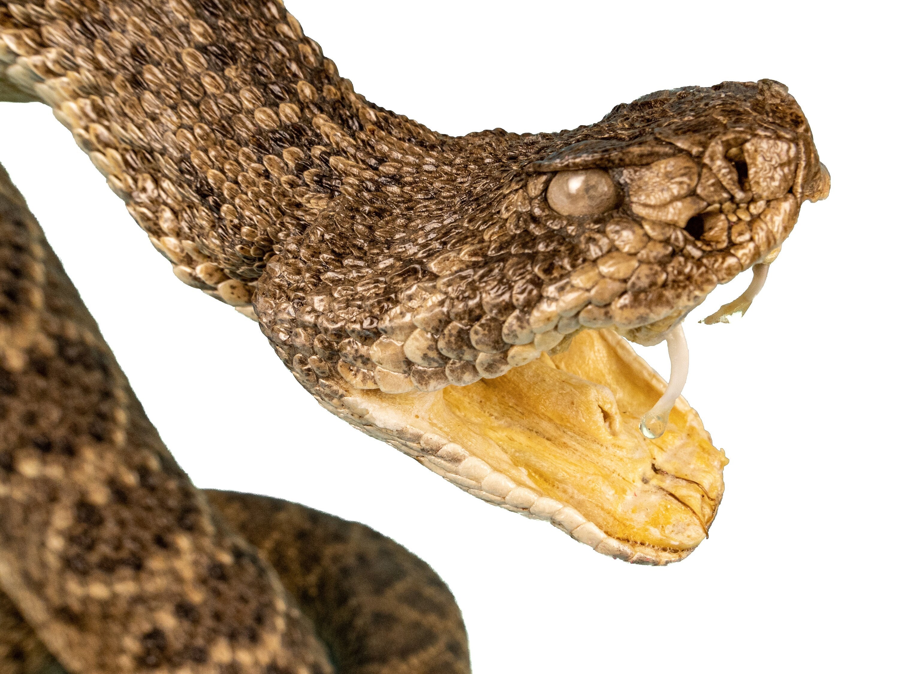 Western Diamondback Rattlesnake Fangs