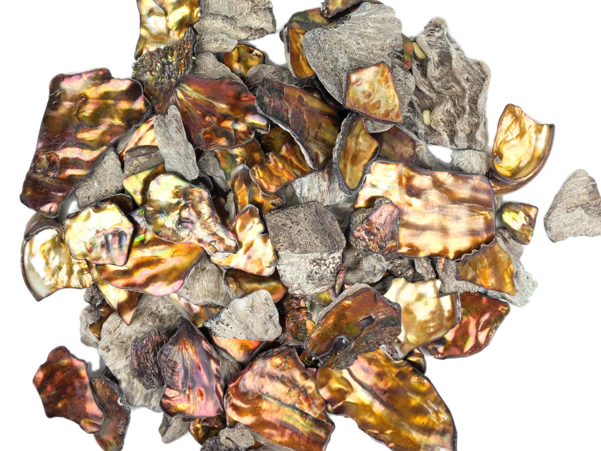 Copper Dyed African Abalone Pieces: Assorted Sizes. 1 Kg (2.2 Pounds ...