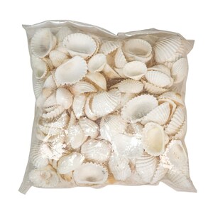 White Ark Shells: 1.25"-1.75" 1-KG Bag (2.2 Lbs) (2HS-3406-KG) Y3K - Etsy