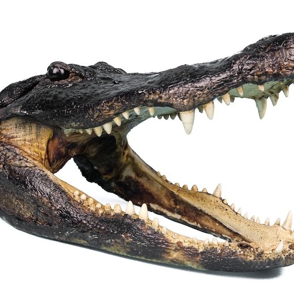 Alligator Heads - Etsy