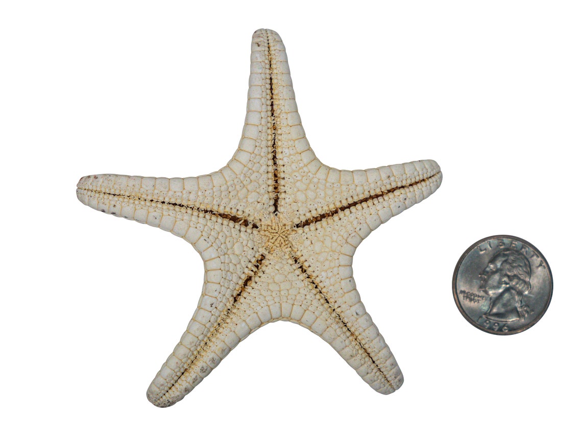 Bleached White Knobby Starfish 3-4" (2HS-9048SW) / - Etsy