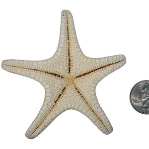 Bleached White Knobby Starfish 3-4" (2HS-9048SW) Y1K/Y2K - Etsy