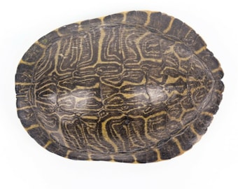 Large Turtle Shell | Etsy