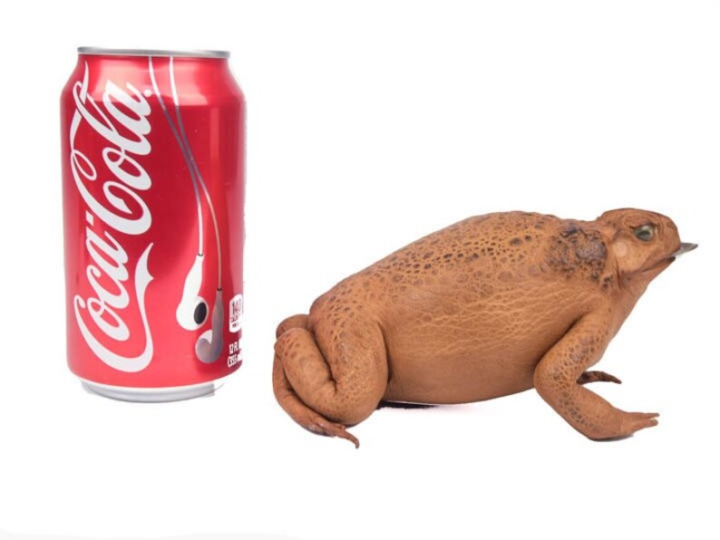 Large Lucky Cane Toad With Coin 1019-31L-NA C15 - Etsy