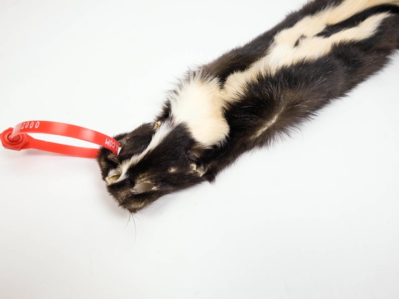 Skunk Skin Pelt Hide 54-TP-G2104 ET - Etsy