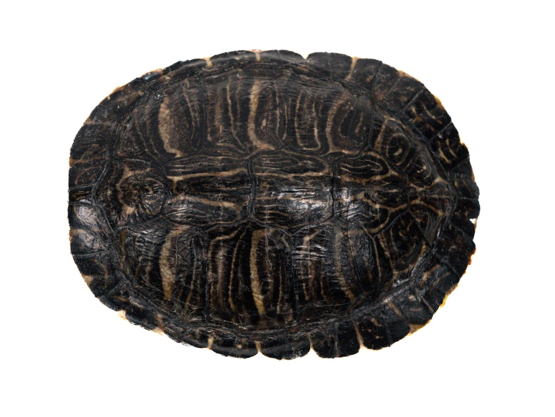 6 to 7 River Cooter Turtle Shell 1077-0607 Y3K - Etsy
