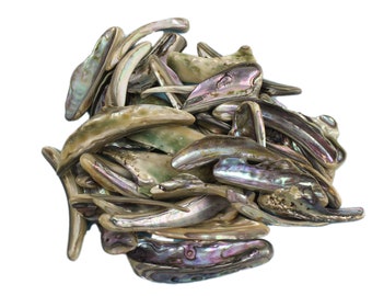 Mexican Abalone - Etsy