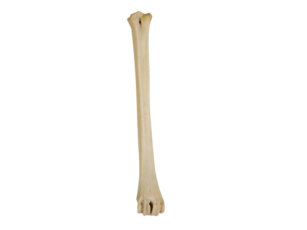 One (1) Assorted Deer Leg Bone (1137-20) - Etsy