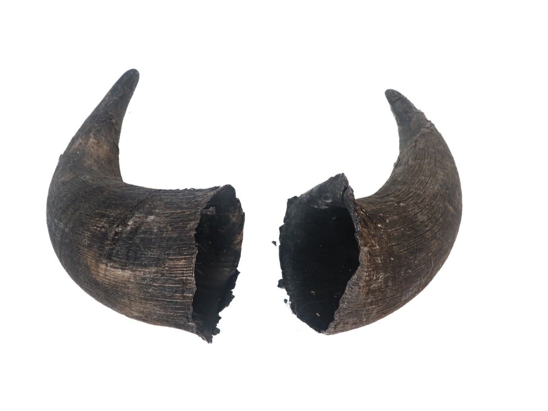 Matched Large Pair of #3 Grade Real North American Buffalo Horns (576 ...