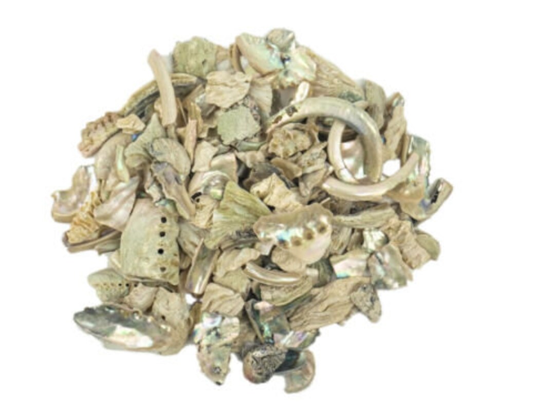 Natural African Abalone Pieces: Assorted Sizes. 1-kg 2.2 - Etsy