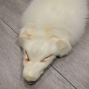 Extra-large Fashion Quality White Shadow Fox / Polar Fox Skin 41"-44 ...