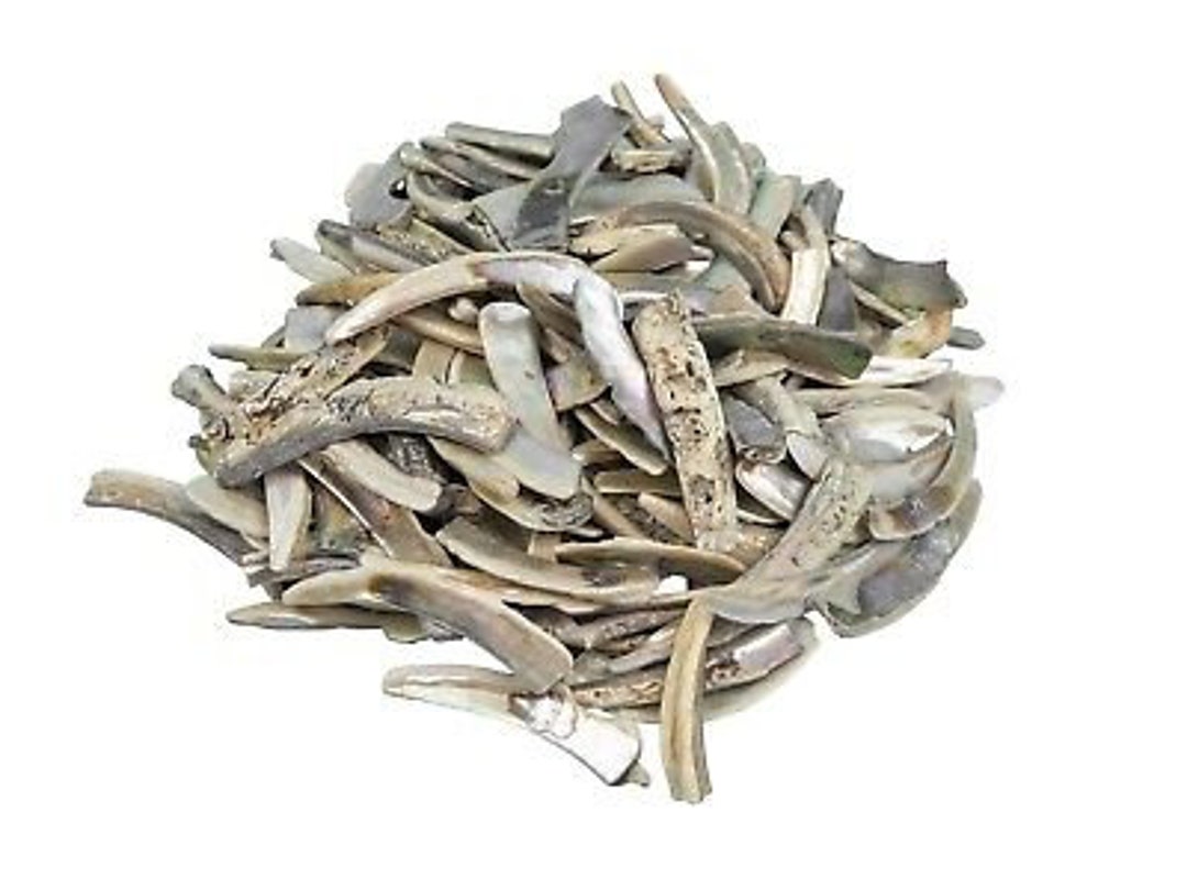 100 Grams of Small Natural African Abalone Shell Lips / Edges / Spikes ...