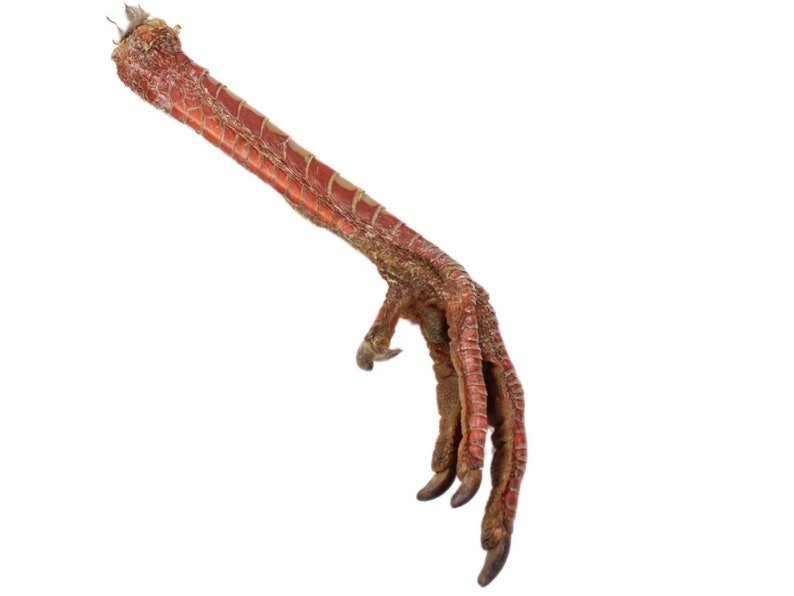 Real Preserved Turkey Foot for Craft Projects (21-60) - Etsy
