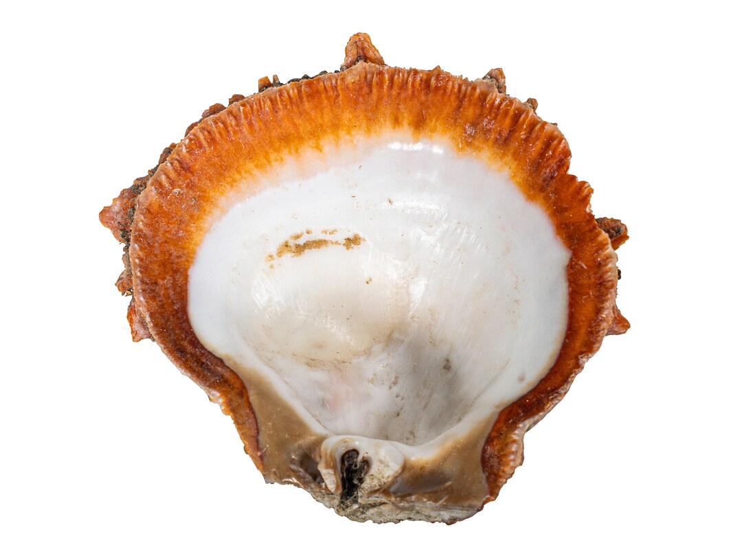 Red Orange Spiny Oyster Shell – First Quality (1086-41-G6338) - Etsy