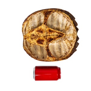 9" to 10" Real Snapping Turtle Shell With Plastron (229-WP-0910) Y3K - Etsy