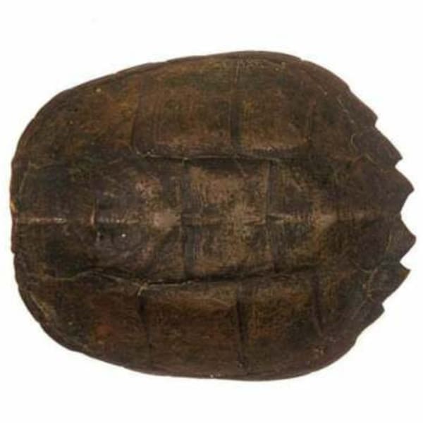 Snapping Turtle - Etsy