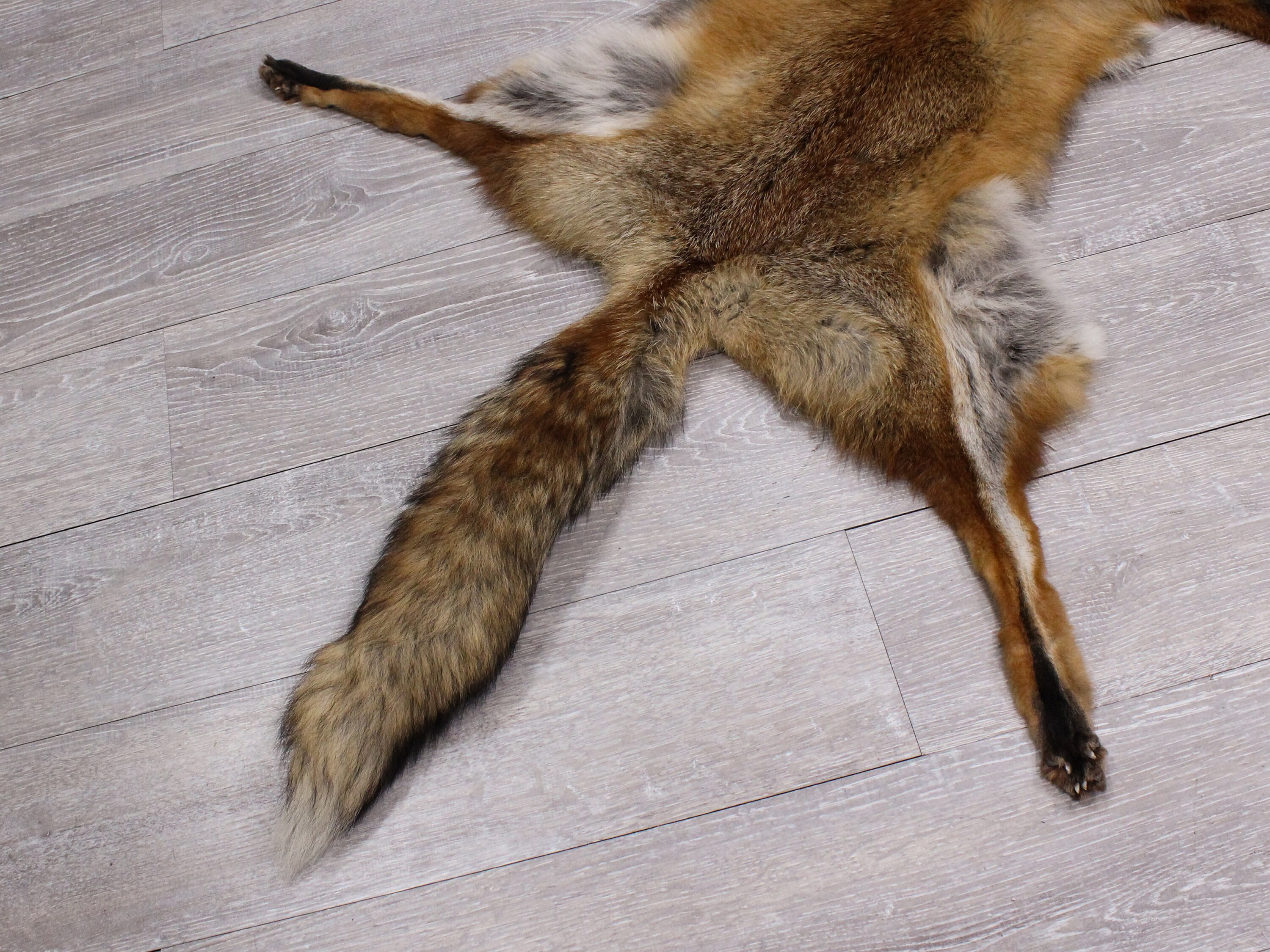 Real Red Fox Skin with Feet 180-03-WF-G4015 L1 | Etsy