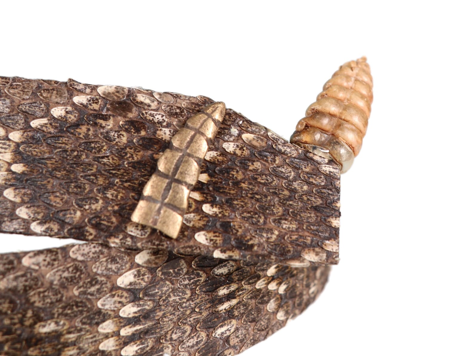 1.25 Real Rattlesnake Hat Band With Rattle 598-HB202D - Etsy